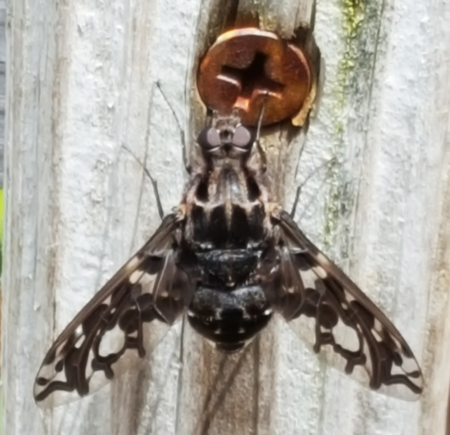 Tiger Bee Fly in July 2021 by dillyt · iNaturalist