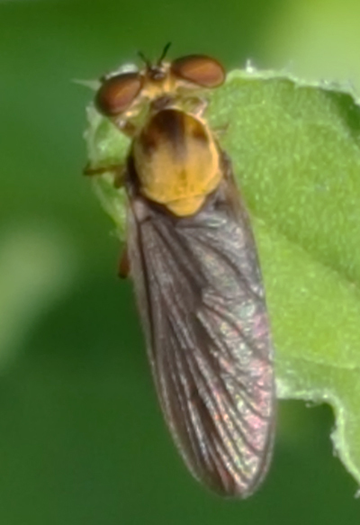 Gnat Ogres in July 2021 by dillyt · iNaturalist