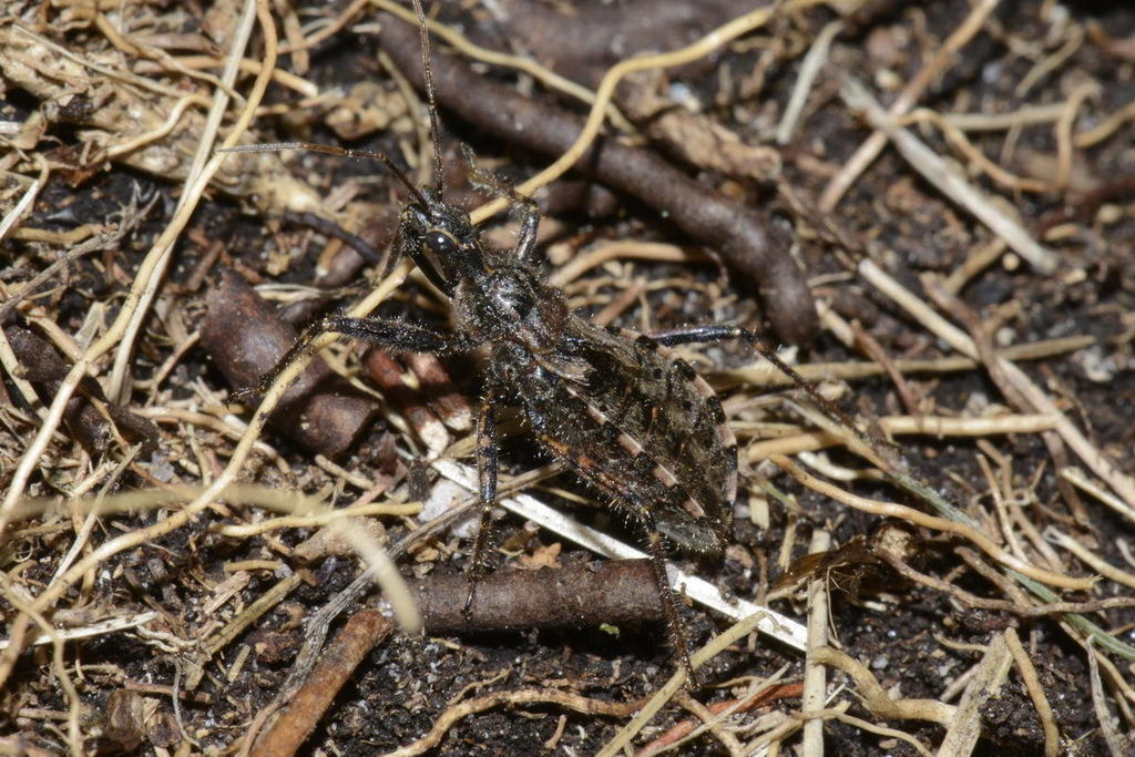 Coranus woodroffei (Réduves des Hauts-de-France) · iNaturalist