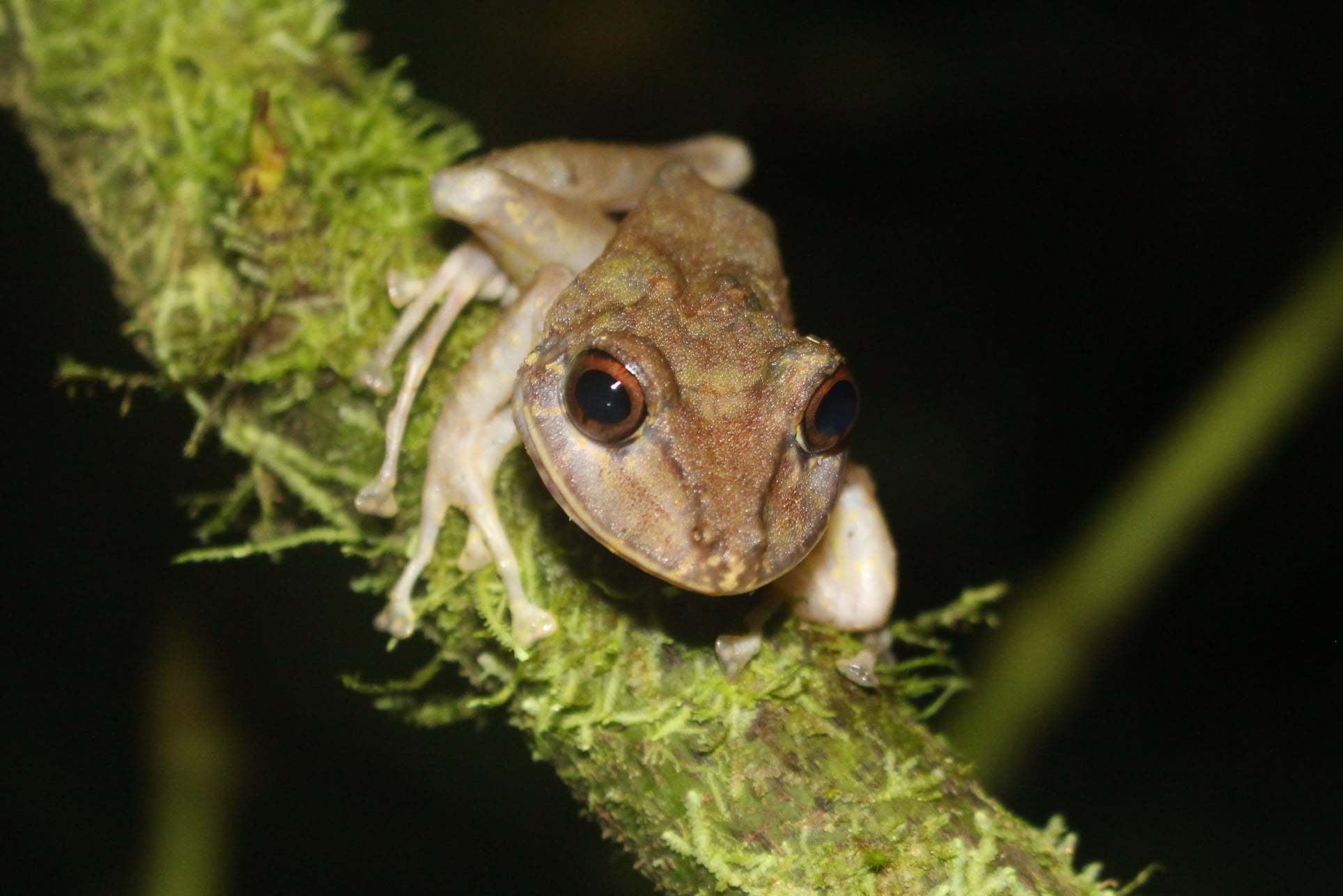 Pristimantis labiosus (Lynch, Ruiz-Carranza & Ardila-Robayo, 1994)