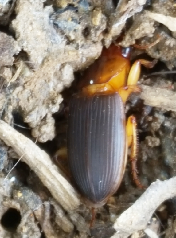 Red-headed Ground Beetle in July 2021 by dillyt · iNaturalist