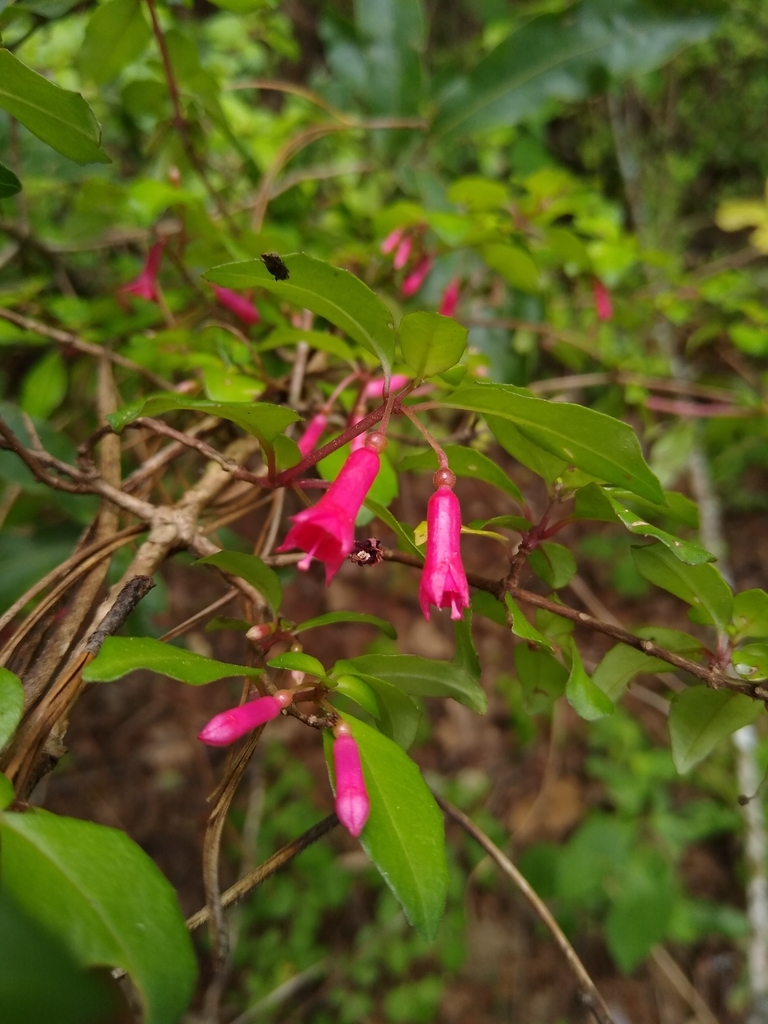 Fuchsia microphylla quercetorum from 29298 Chis., México on July 24 ...