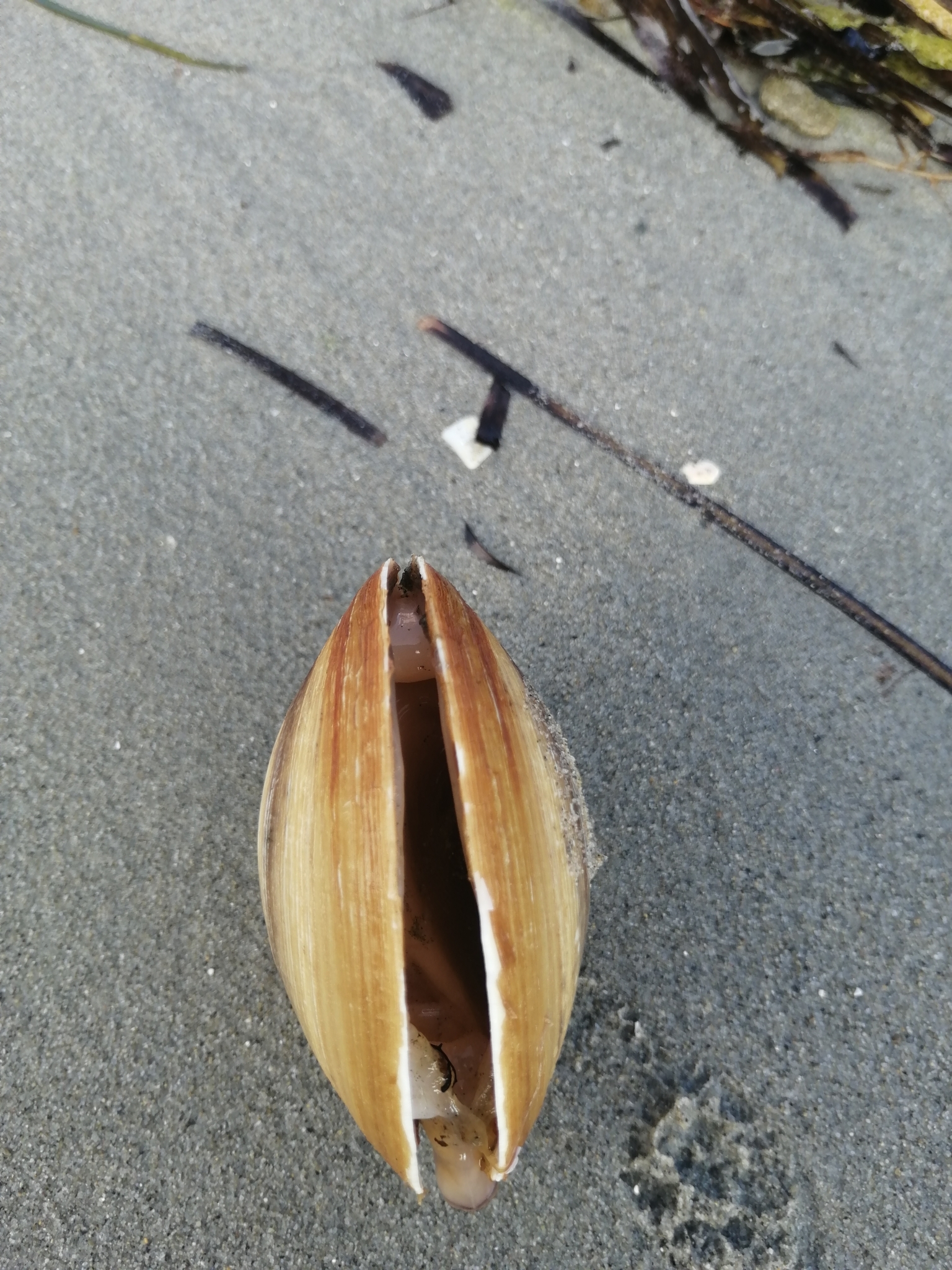 Spisula sachalinensis (Schrenck, 1862)