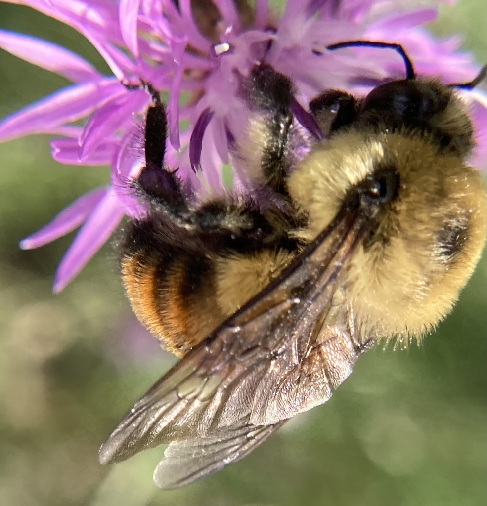 Brown-belted Bumble Bee in July 2021 by bdagley · iNaturalist