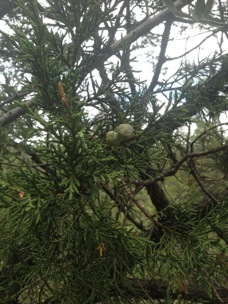 alligator juniper from San Francisco del Oro, Chihuahua, Mexico on July ...