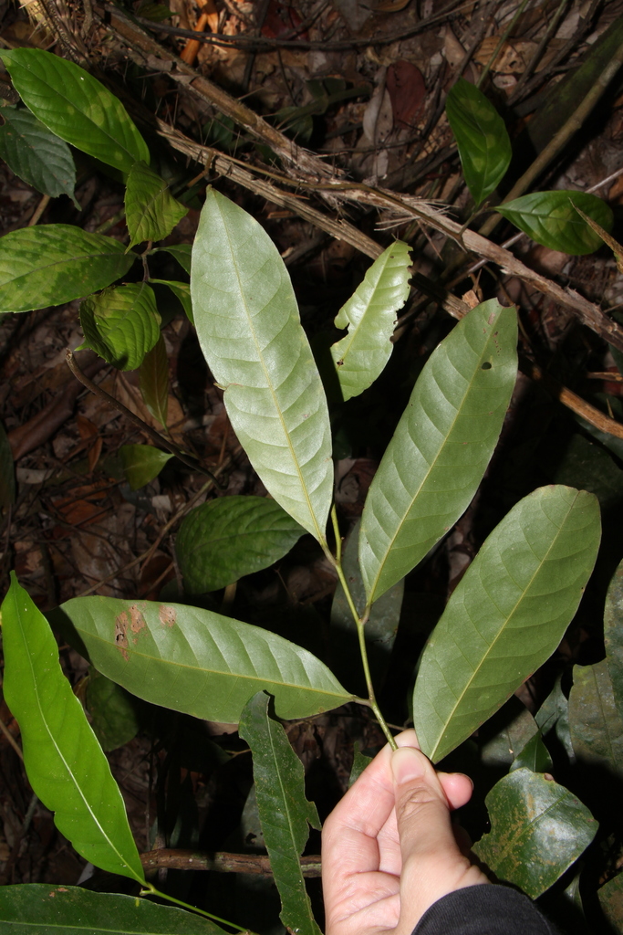 (Lithocarpus bennettii) - Botanical Realm