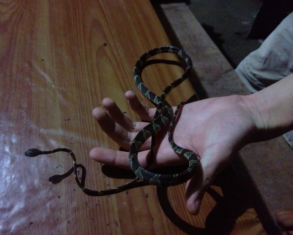 Common Blunt-headed Tree Snake in December 2016 by Benjamin K Maples ...