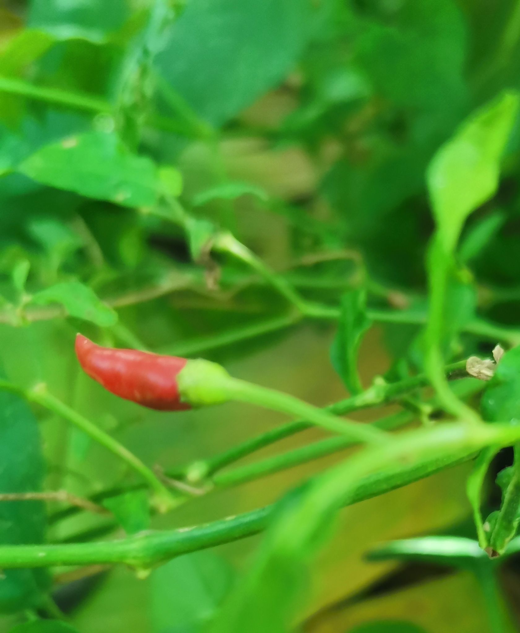 Capsicum frutescens L.