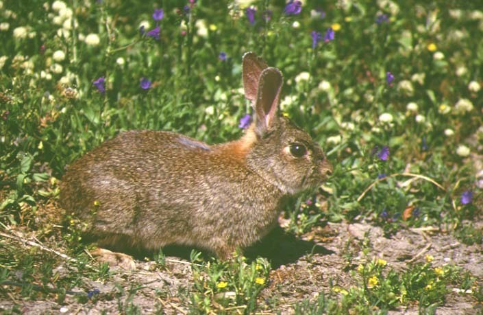 Iberian Rabbit (Oryctolagus cuniculus algirus) - Know Your Mammals