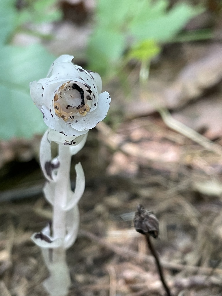 Ghost Pipe from Settlers Cabin Park, Oakdale, PA, US on July 24, 2021 ...