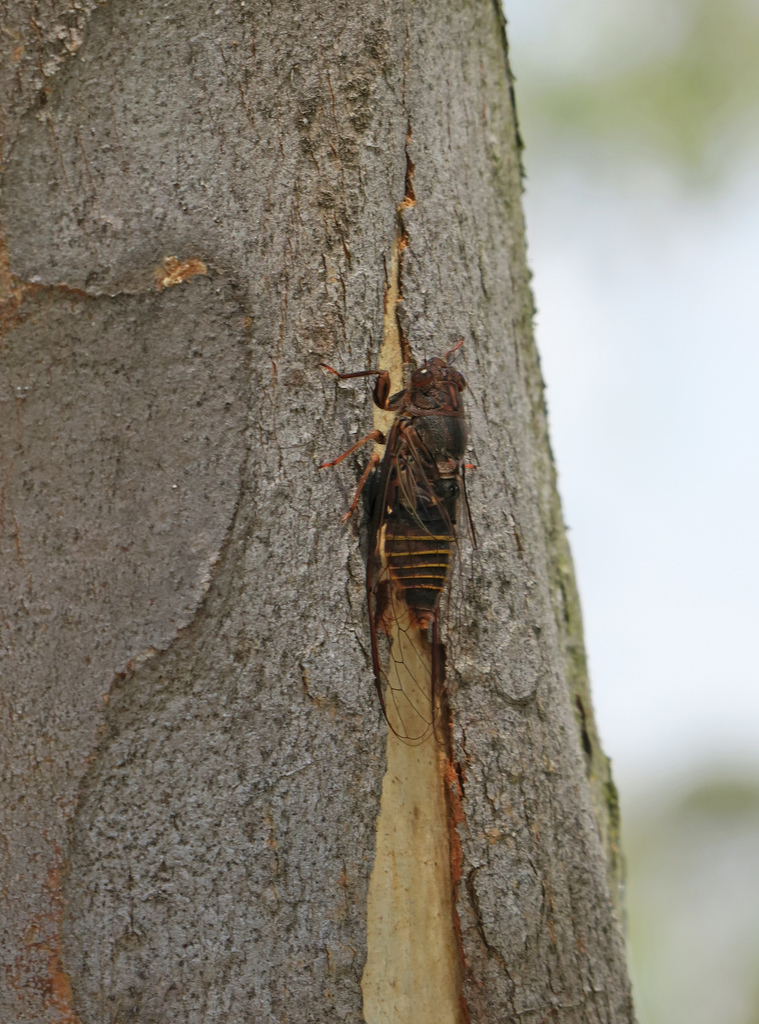 Black Tree-ticker from Brisbane QLD, Australia on October 25, 2018 at ...