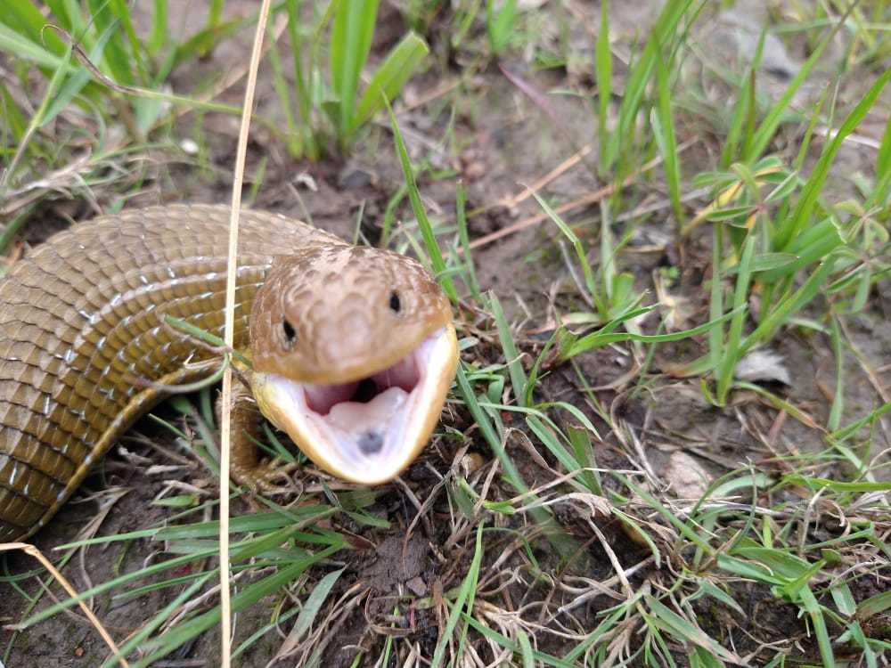 Barisia ciliaris (Smith, 1942)