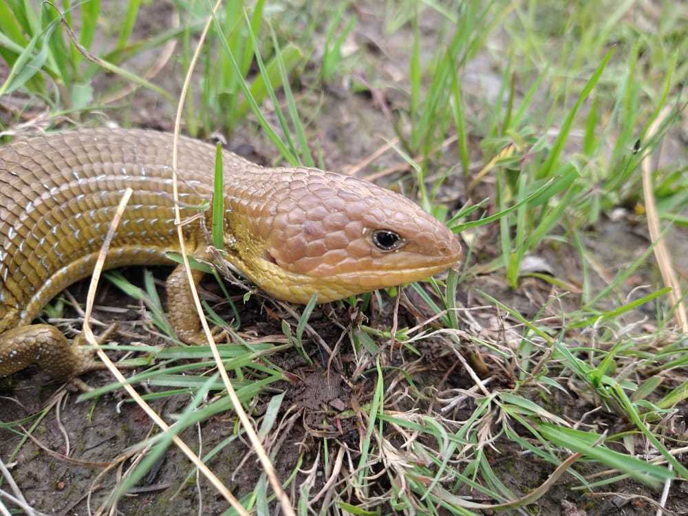 Barisia ciliaris (Smith, 1942)