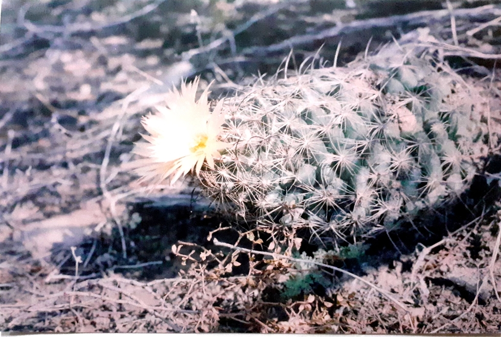 Coryphantha delaetiana from Mapimí Biosphere Reserve on March 23, 2004 ...