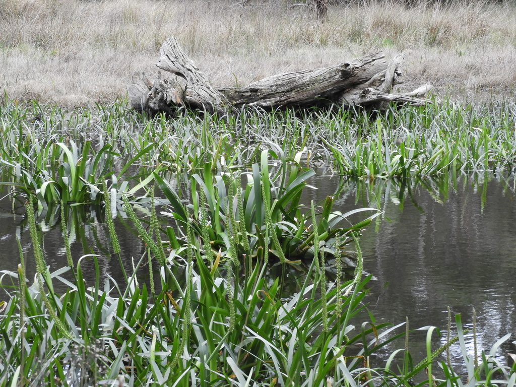 Water Ribbons from Balnarring VIC 3926, Australia on July 25, 2021 at ...