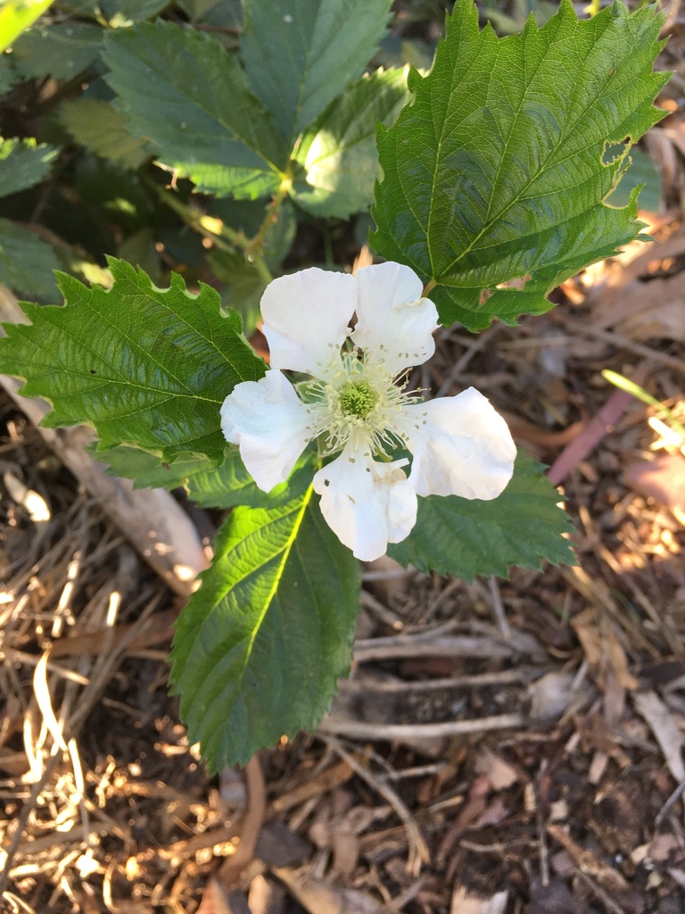 California blackberry (Roy's Redwoods Species Guide) · iNaturalist