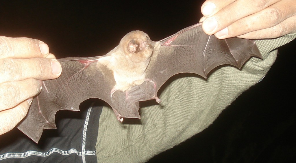 Ghost-faced Bat from El Oro, Dgo., México on March 3, 2013 at 10:43 PM ...