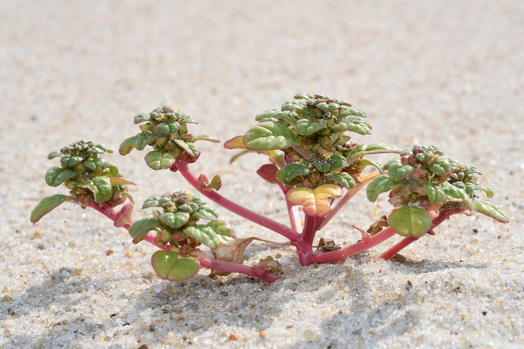 Seabeach Amaranth in July 2021 by kevinjbronson · iNaturalist