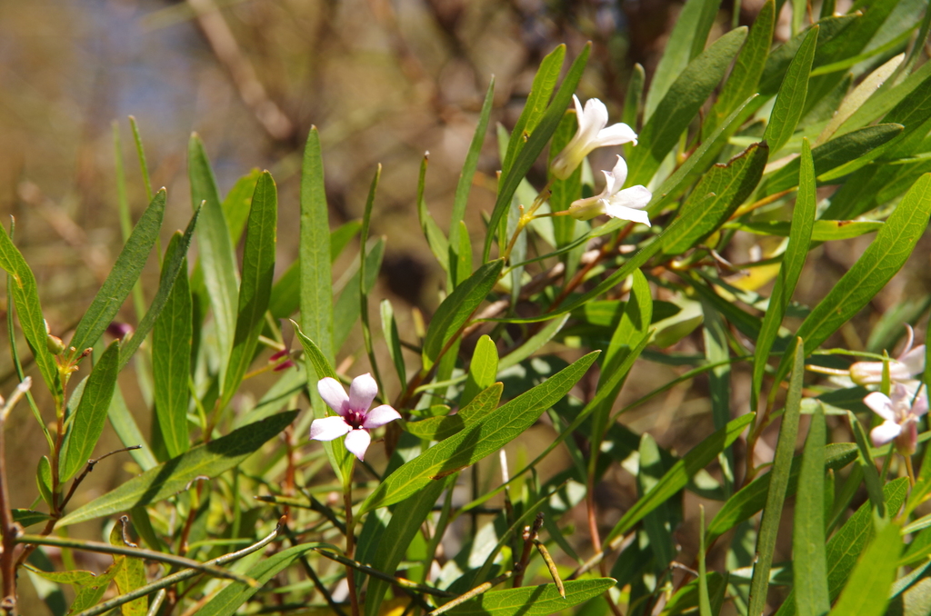 sweet apple-berry from Douglas VIC 3409, Australia on November 17, 2013 ...