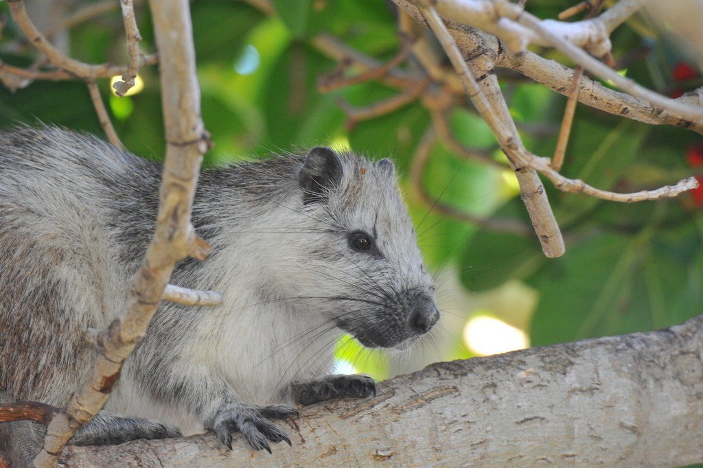 Cuban Ground Hutia (Capromys pilorides) - Know Your Mammals