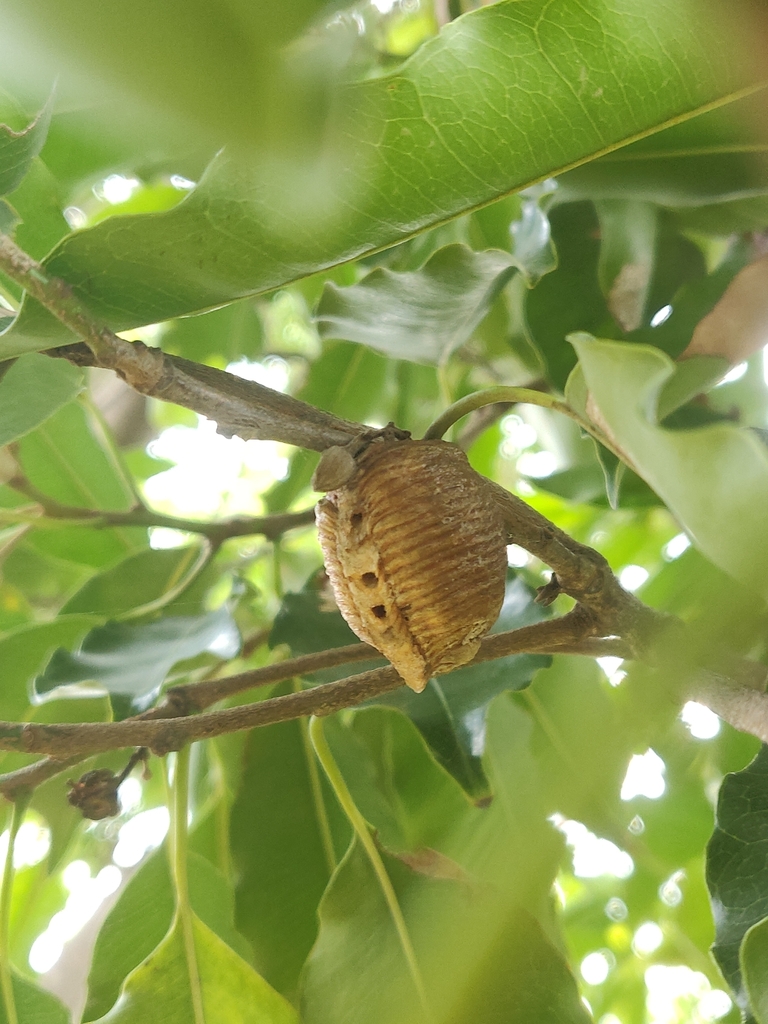 Mantises from The Palms, Greater Noida, Uttar Pradesh 201310, India on ...