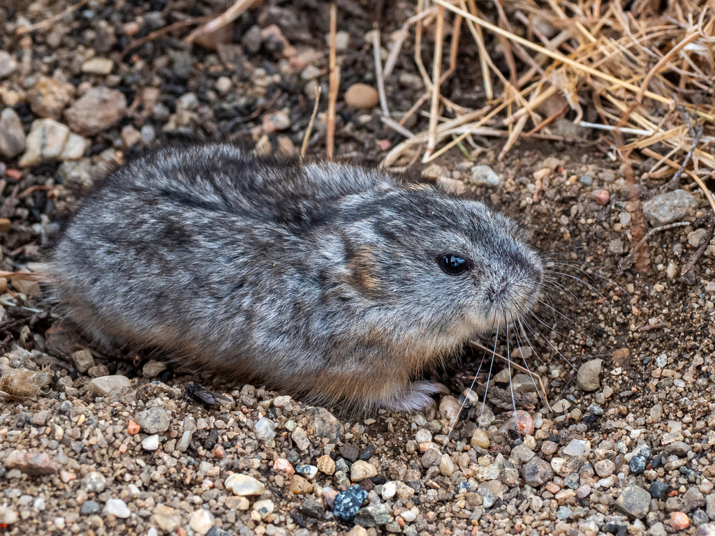 Collared Lemmings (Dicrostonyx) - Know Your Mammals