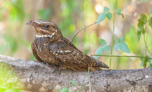 Chuck-will's-widow (Birds Of GTMO) · iNaturalist