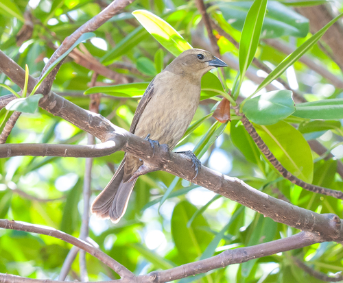 Shiny Cowbird (Birds Of GTMO) · iNaturalist