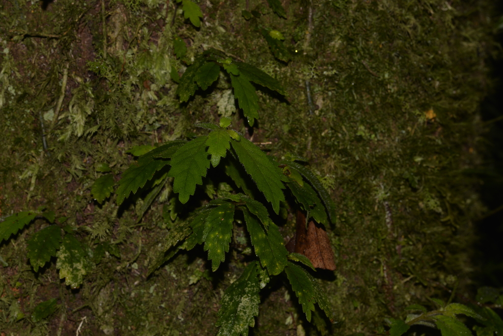fieldia from Marengo NSW 2453, Australia on July 24, 2021 at 10:26 AM ...