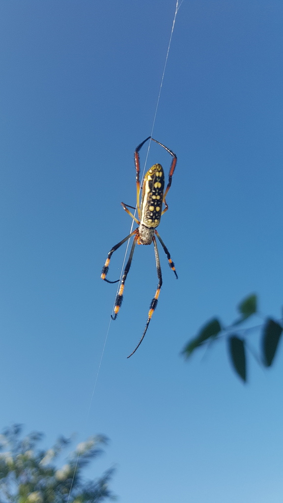 banded-legged golden orb-web spider from Hwange, Zimbabwe on February ...
