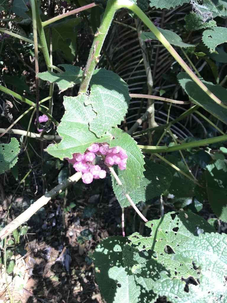 Gympie Stinging Tree from Mooball Forest, Burringbar, NSW, AU on July ...