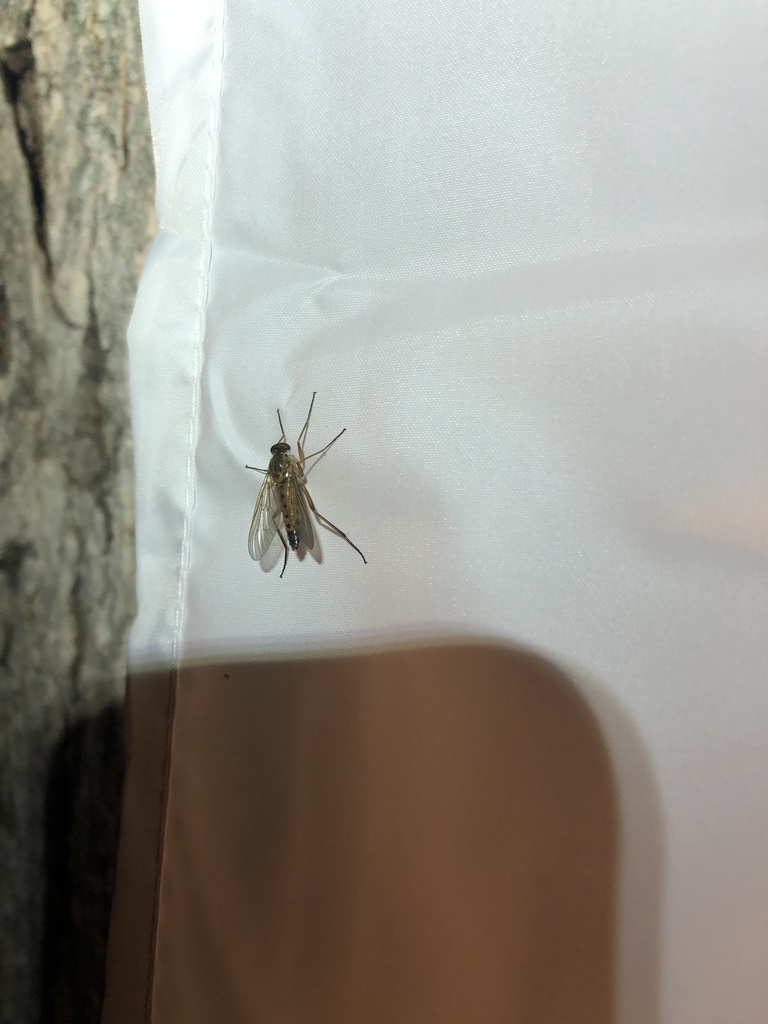 Marsh Snipe Fly from Bennington County, US-VT, US on July 24, 2021 at ...
