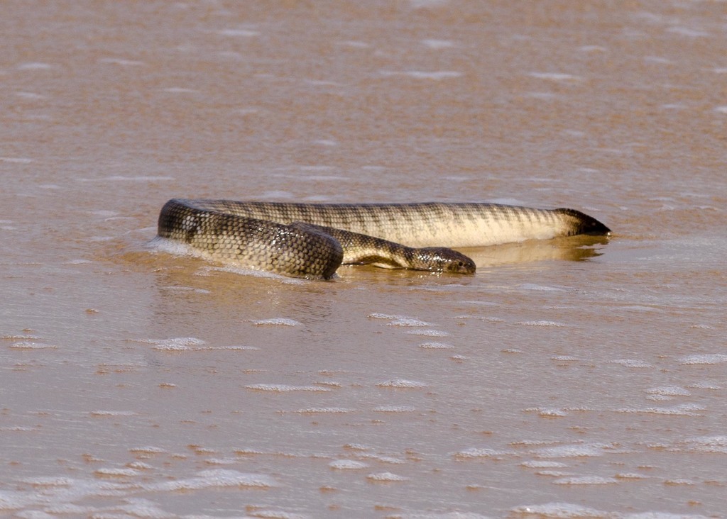 Shaw's Sea Snake from Guntur, IN-AP, IN on March 23, 2014 at 01:40 PM ...