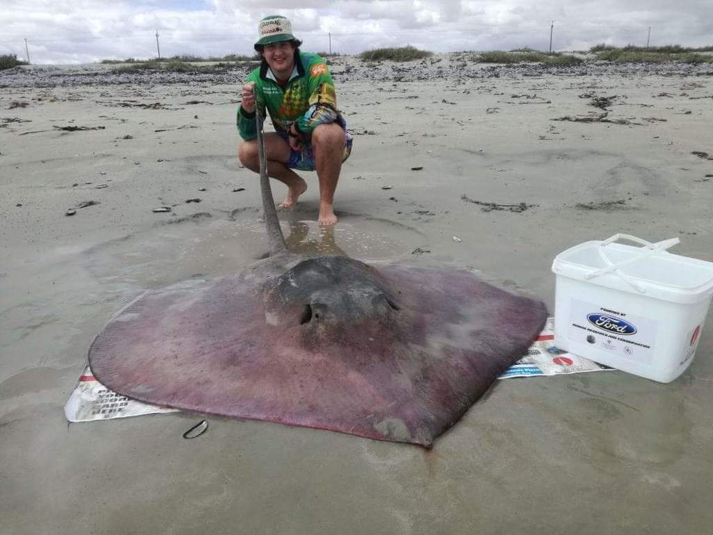 Giant Stingaree (Plesiobatis daviesi) - Marine Life Identification