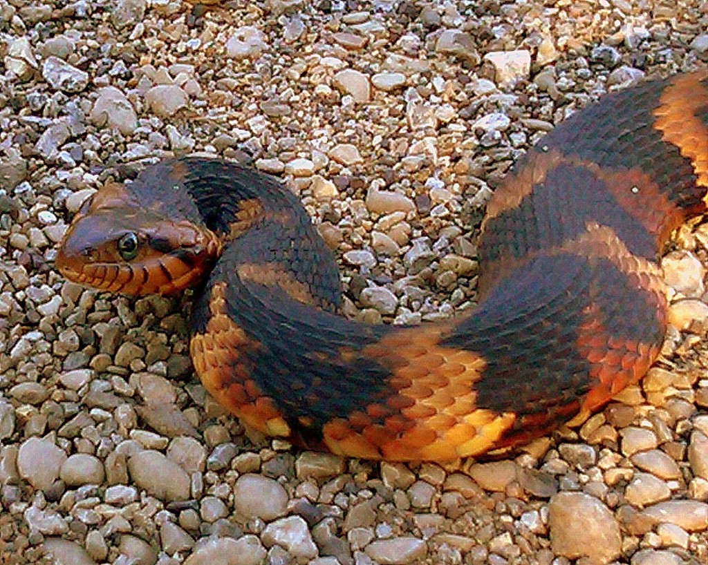 Broad-banded Watersnake (Nerodia fasciata confluens) - Snakes and Lizards
