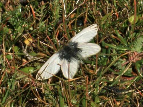 Phulia madeleinea · iNaturalist