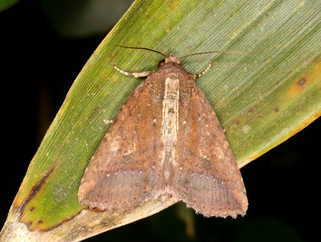Bagada malayica from 香港西貢 on July 24, 2021 at 08:48 PM by sk2 · iNaturalist