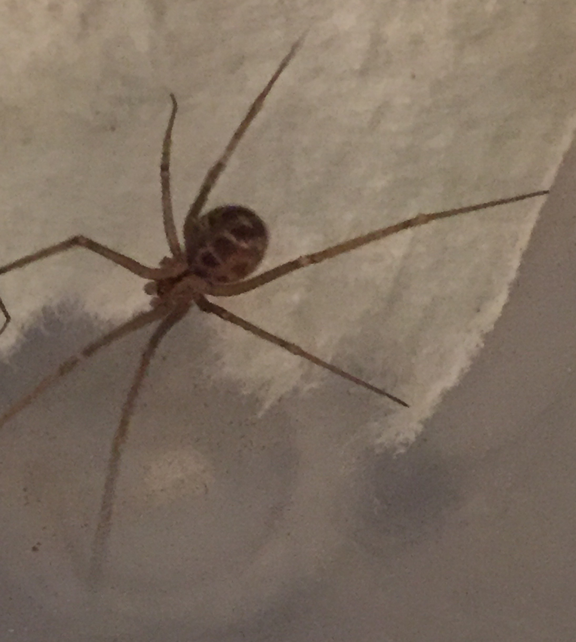Giant Daddy-long-legs Spider from USA, CALIFORNIA, Imperial County ...