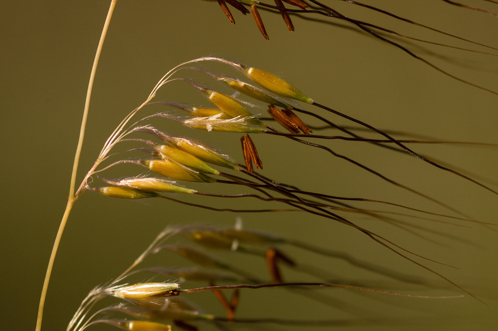 Lopsided Indiangrass (Plants of the Florida Sandhill) · iNaturalist