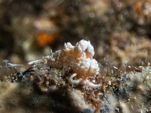 Genus Palisa · iNaturalist