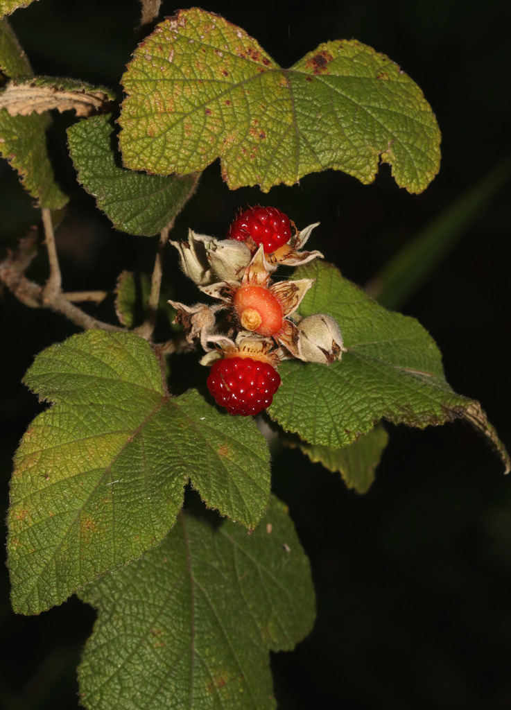 Molucca Bramble in March 2018 by juliegraham173 · iNaturalist