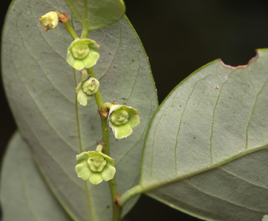 coffee bush in April 2020 by juliegraham173 · iNaturalist