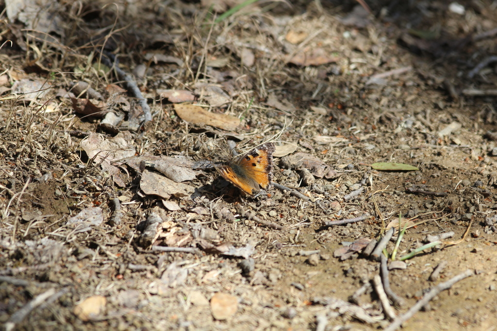 California Tortoiseshell from Napa County, CA, USA on March 29, 2018 at ...