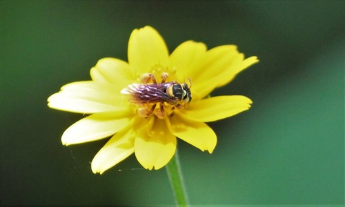 Subgenus Xanthopedia · iNaturalist