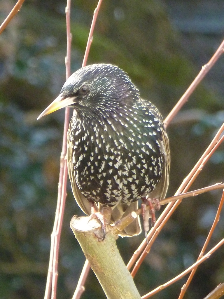 European Starling from 89269 Vöhringen, Deutschland on March 27, 2018 ...