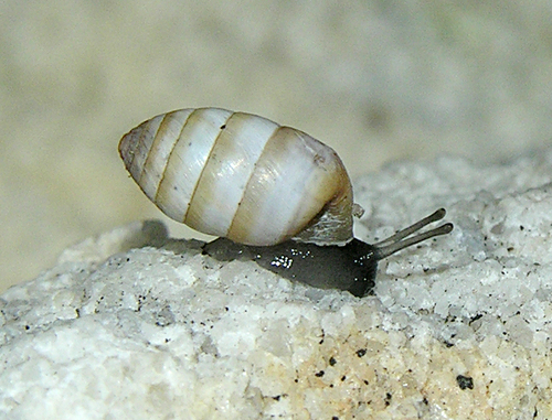 Cask Snails (Genus Fauxulus) · iNaturalist