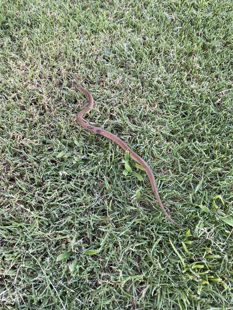 Dekay's Brownsnake in July 2021 by bwhitehe. Maybe a small brown snake ...