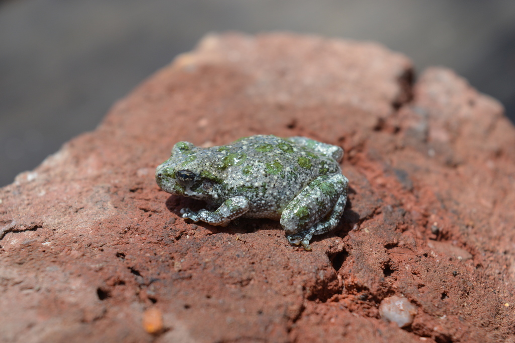 Canyon Tree Frog from Guanajuato, MX on March 23, 2018 by efrenbiologia ...
