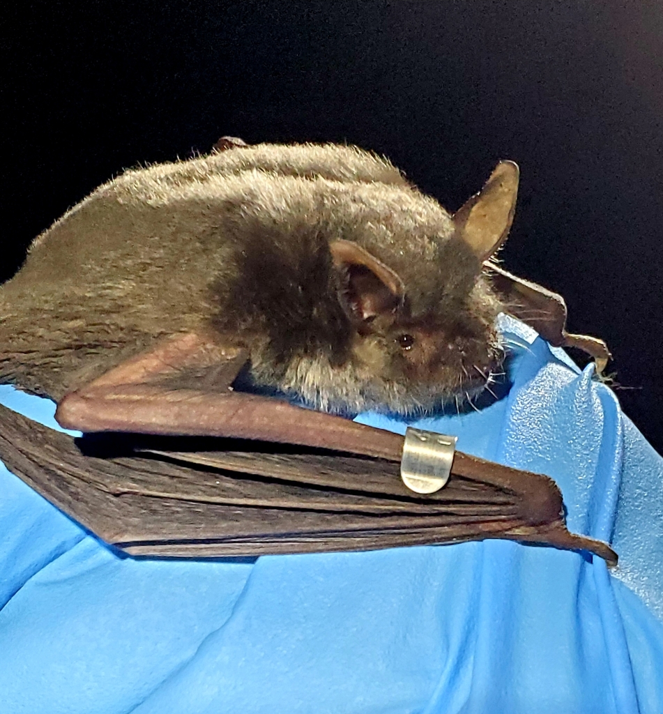Gray Bat in July 2021 by Andrew George. PSU gray bat project · iNaturalist