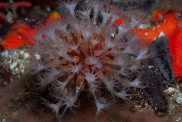 variable soft coral (Rocky Shores of Algoa Bay) · BioDiversity4All